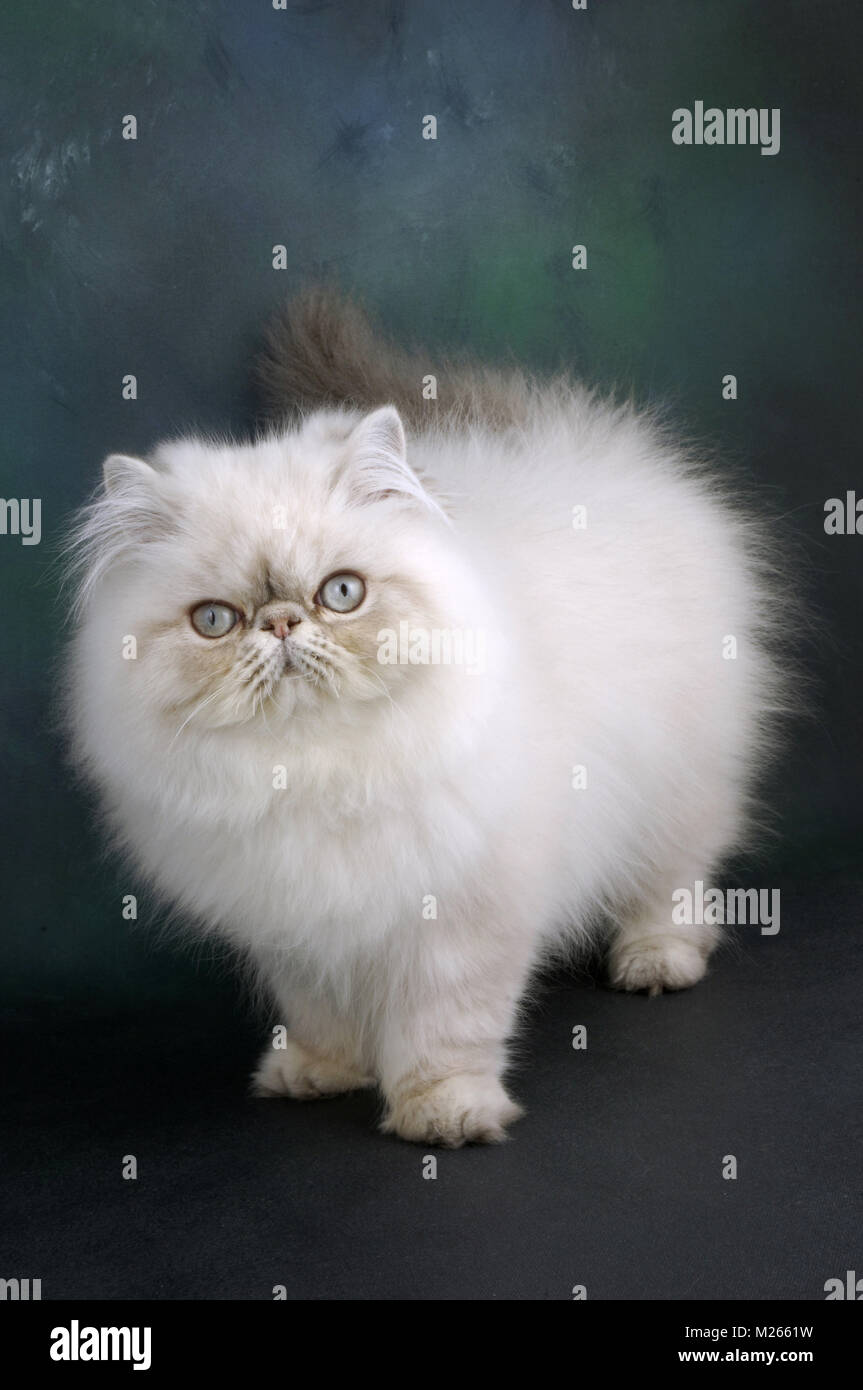 Blue point himalayan cat hi-res stock photography and images - Alamy