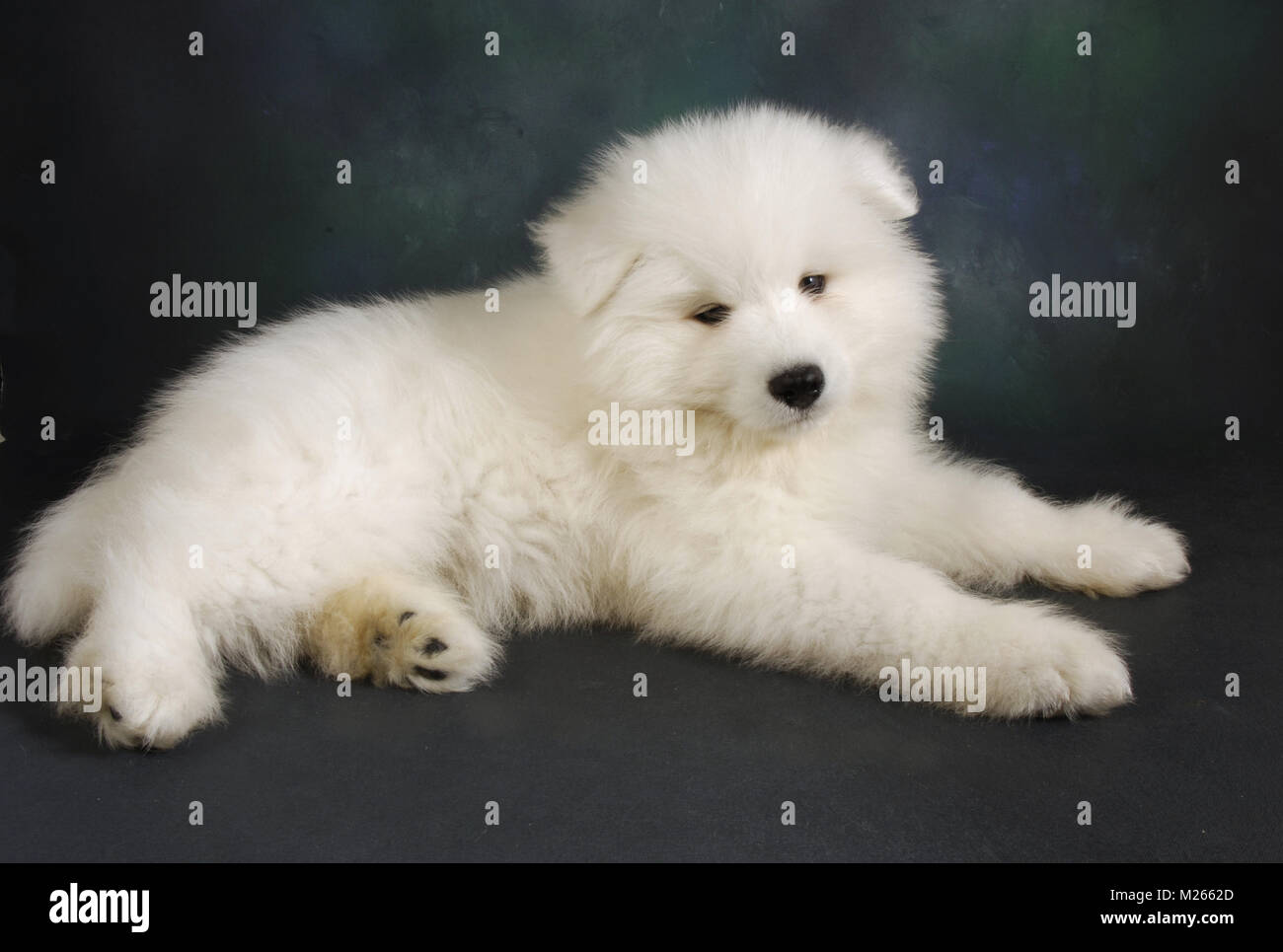 Cute week old samoyed hi-res stock photography and images - Alamy