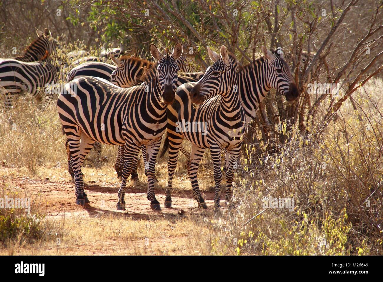 zebra group in kenya safari Stock Photo - Alamy