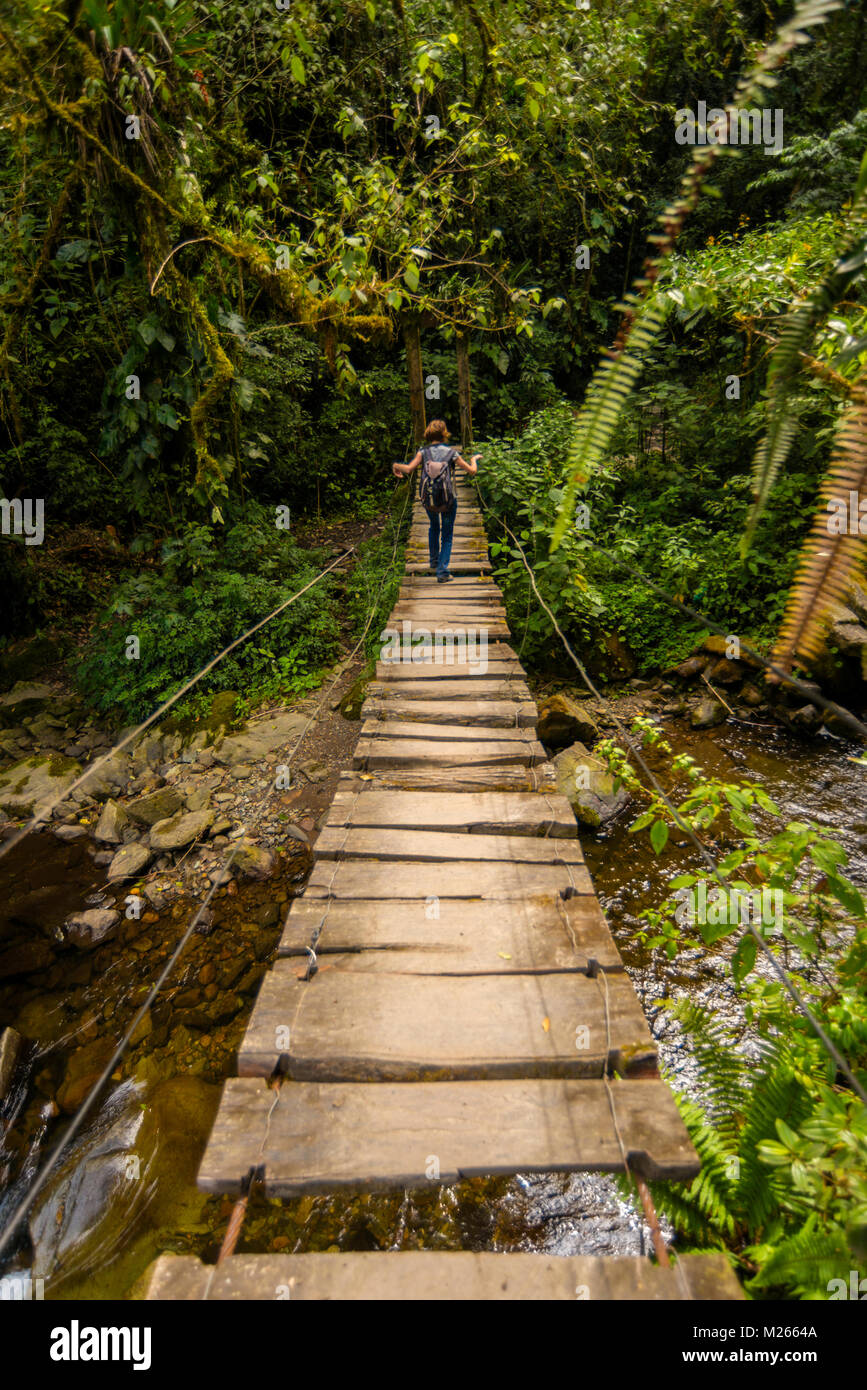 colombia,Salento,Quindío,Valle del Cocora,wax palm, Parque Nacional de ...