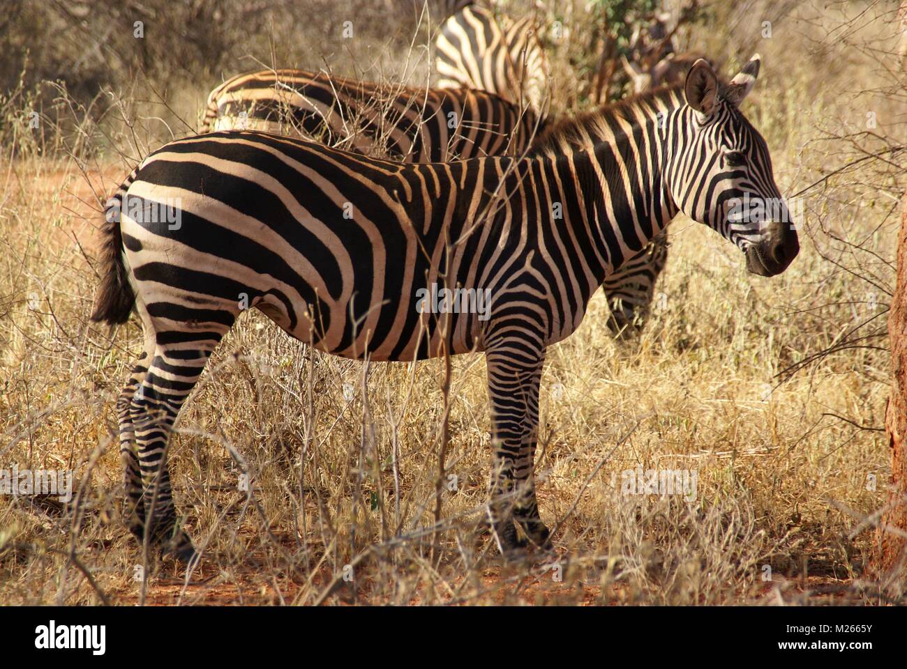 zebra group in kenya safari Stock Photo - Alamy