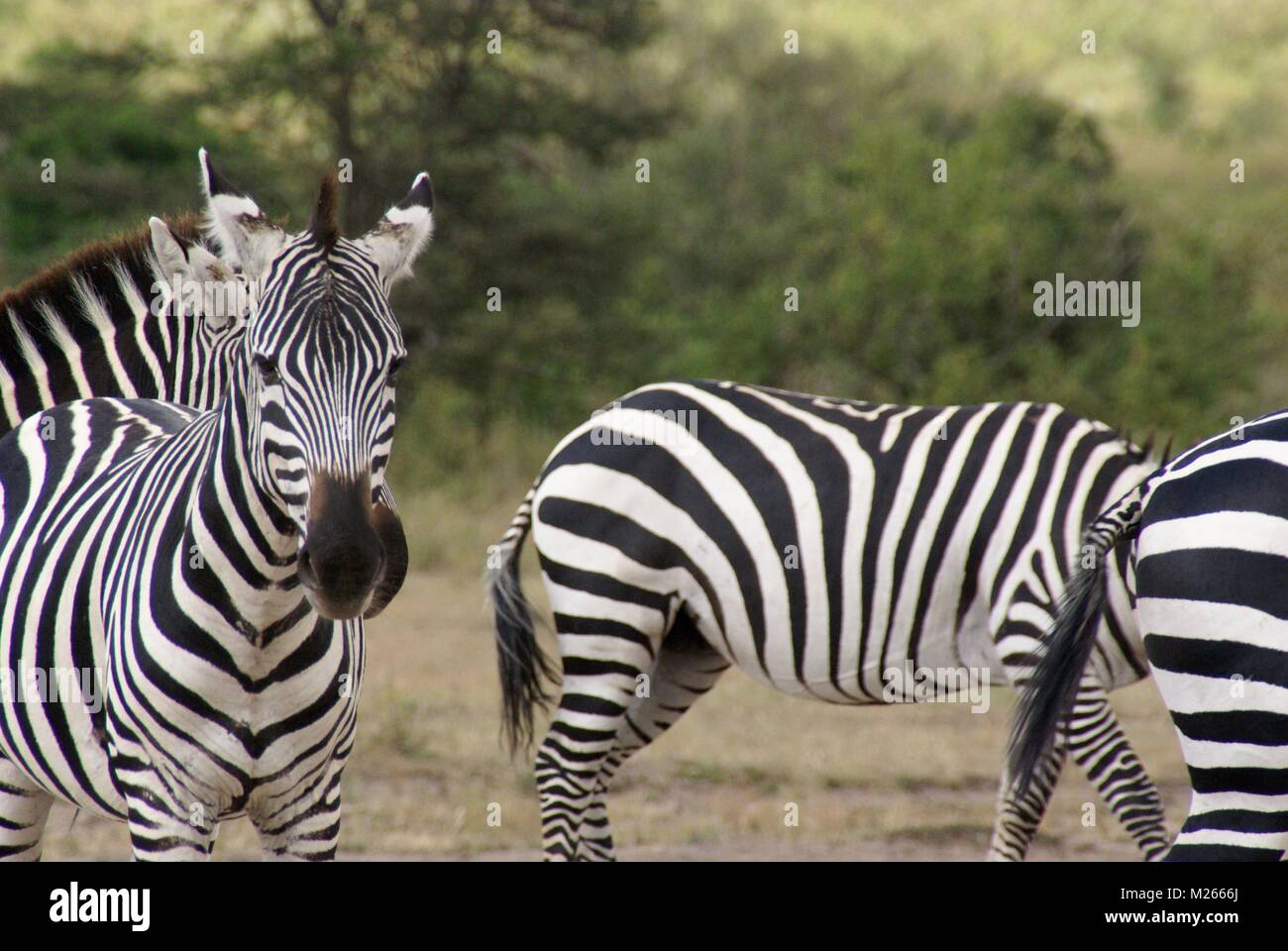 zebra group in kenya safari Stock Photo - Alamy
