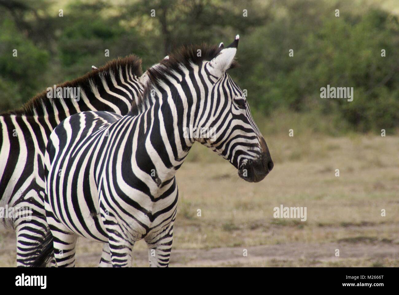 zebra group in kenya safari Stock Photo - Alamy