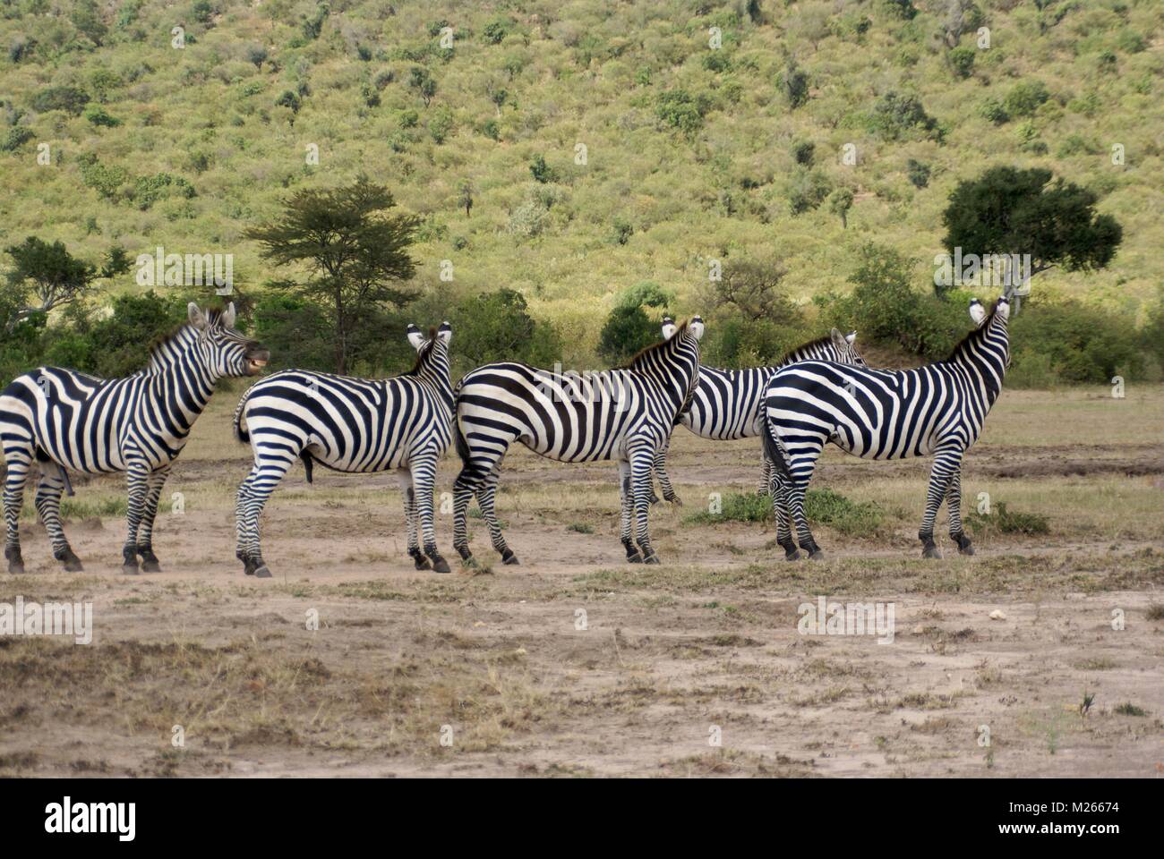 zebra group in kenya safari Stock Photo - Alamy