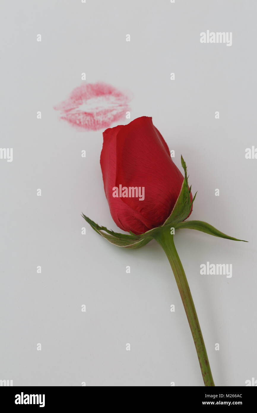 A rose and a red lip Stock Photo - Alamy