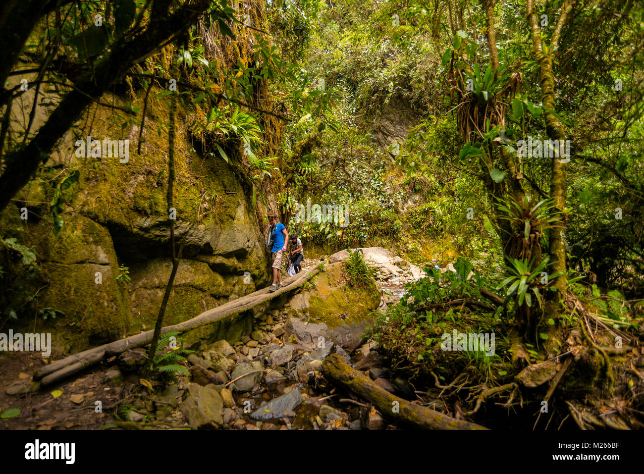 colombia,Salento,Quindío,Valle del Cocora,wax palm, Parque Nacional de ...