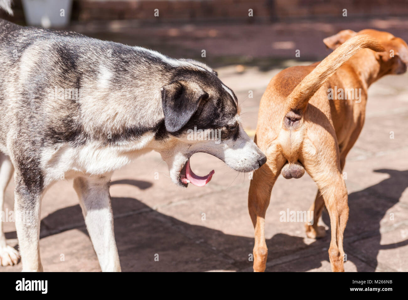 Two Stray Dogs Stock Photo - Alamy