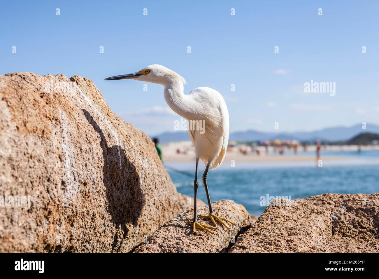 Bird Resting on Rocks Stock Photo - Alamy