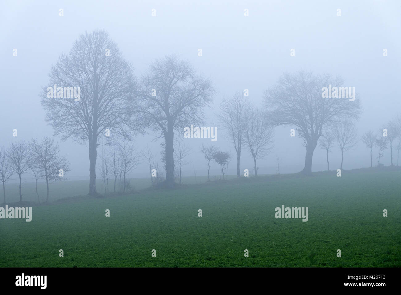 Hedge with trees hi-res stock photography and images - Alamy