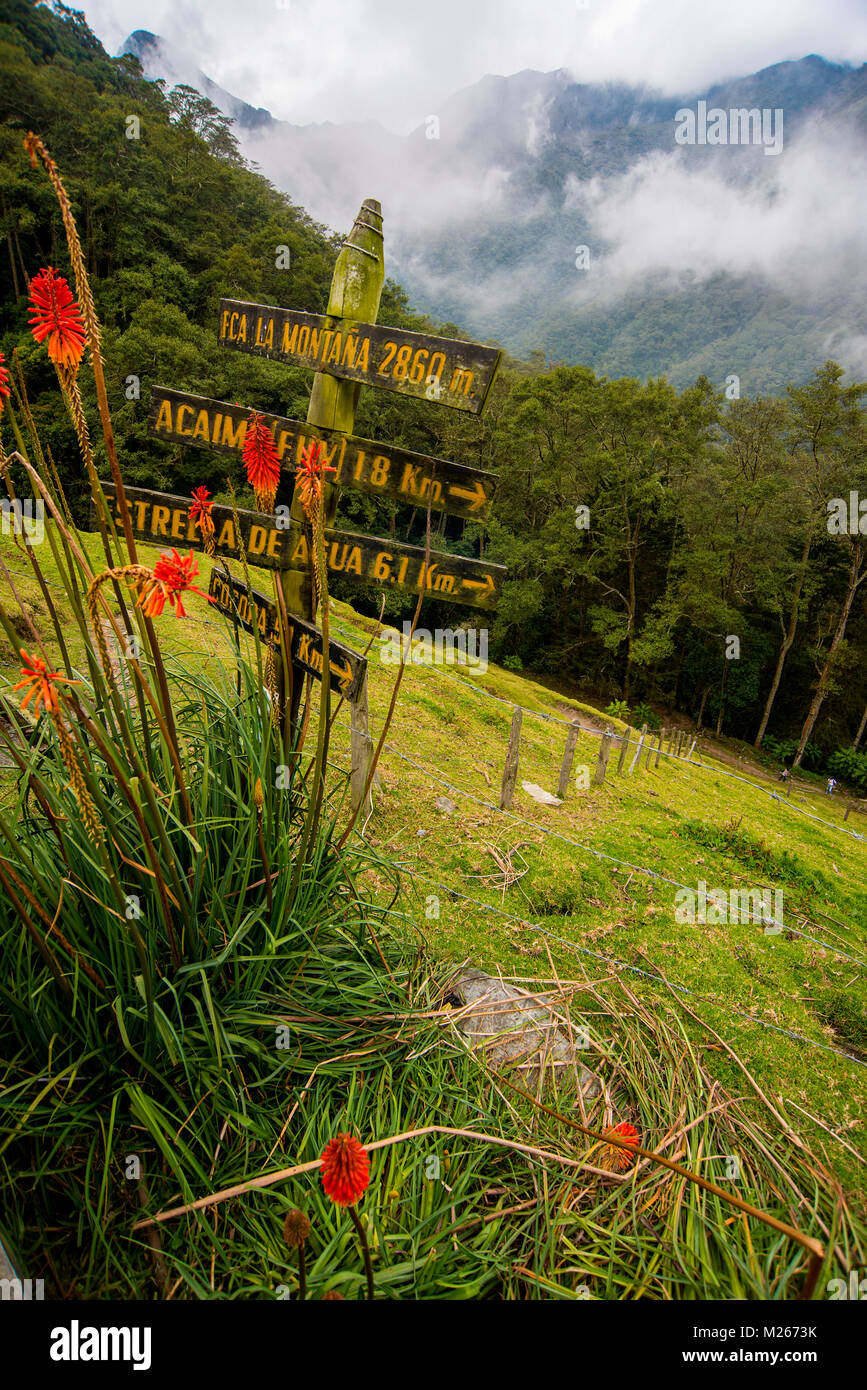 colombia,Salento,Quindío,Valle del Cocora,wax palm, Parque Nacional de ...