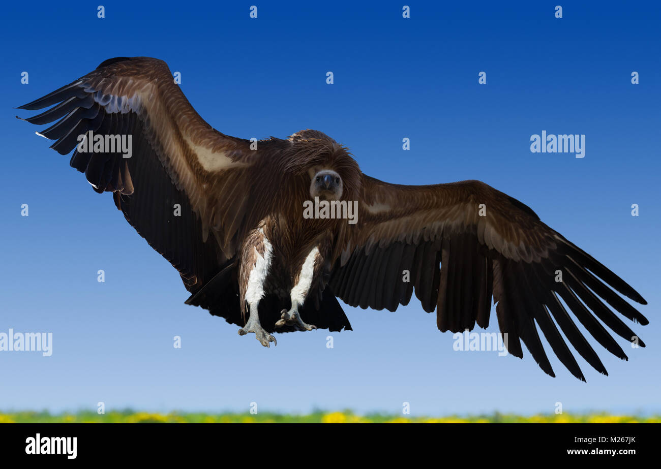 Flying gyps with huge wing span in the sky Stock Photo - Alamy