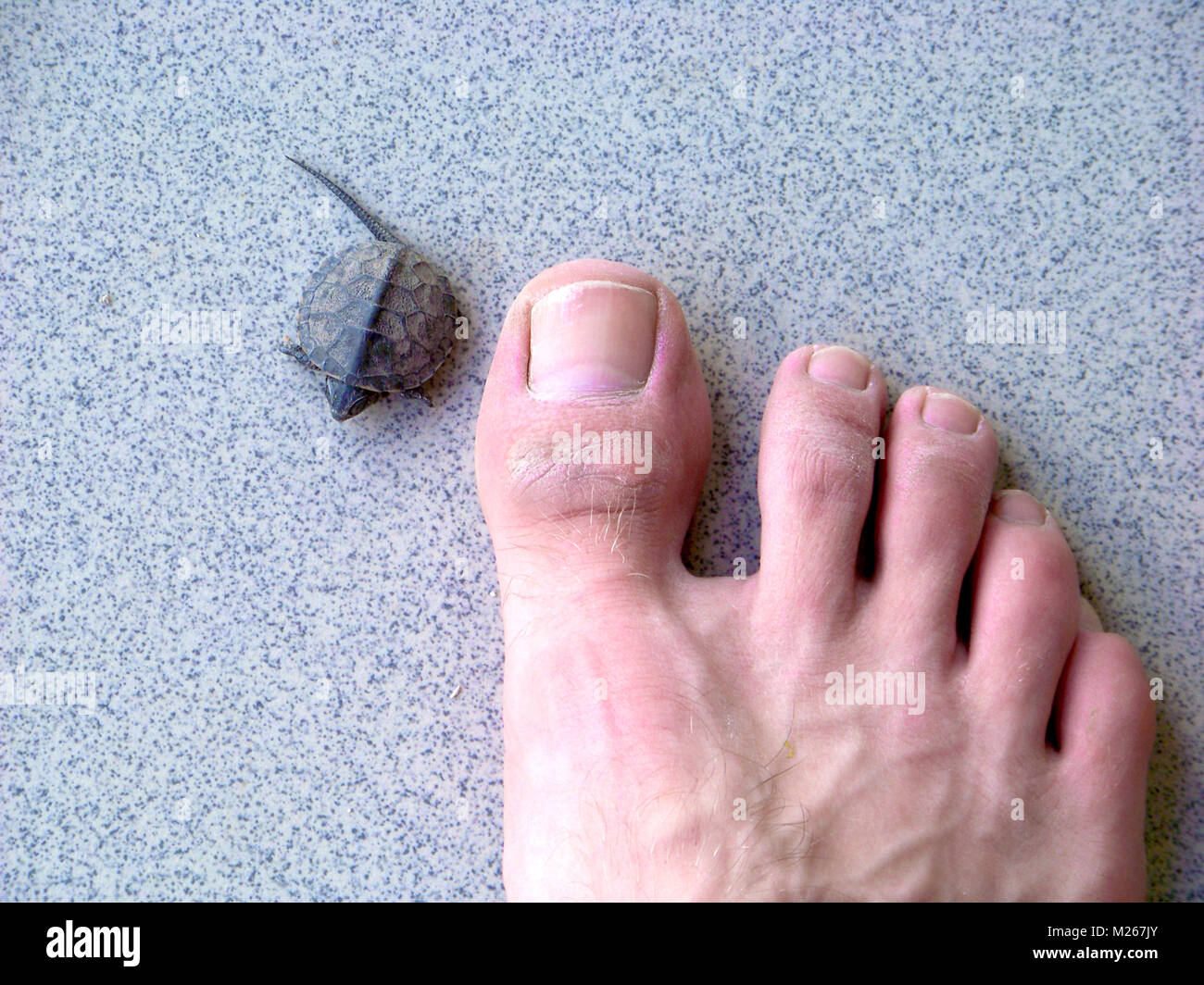 Tiny little baby turtle isolated on a grey tile compared to a toe Stock ...
