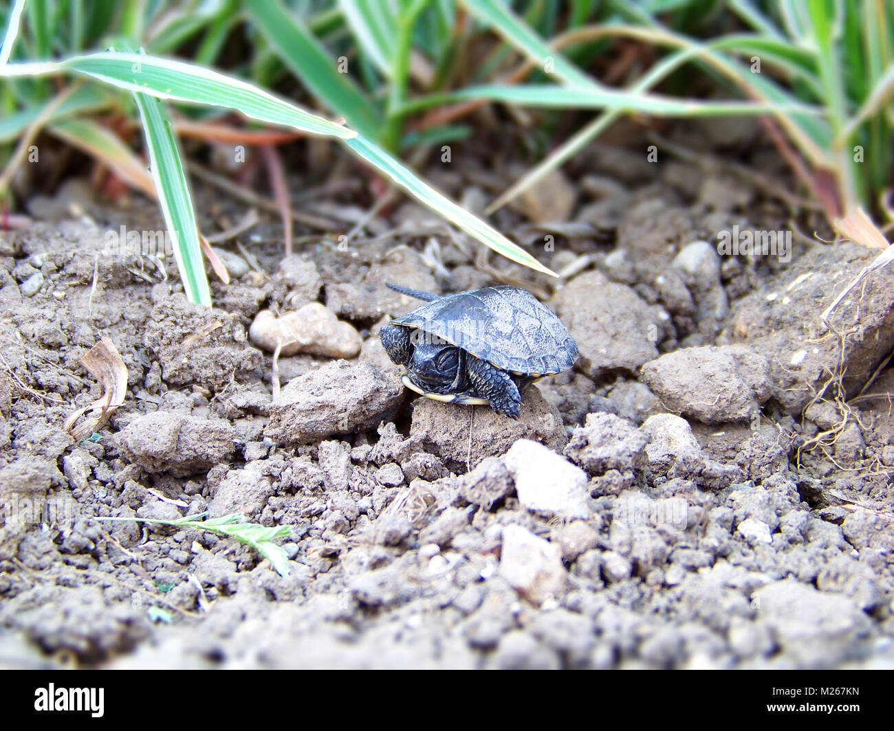 Cute little turtle hi-res stock photography and images - Alamy
