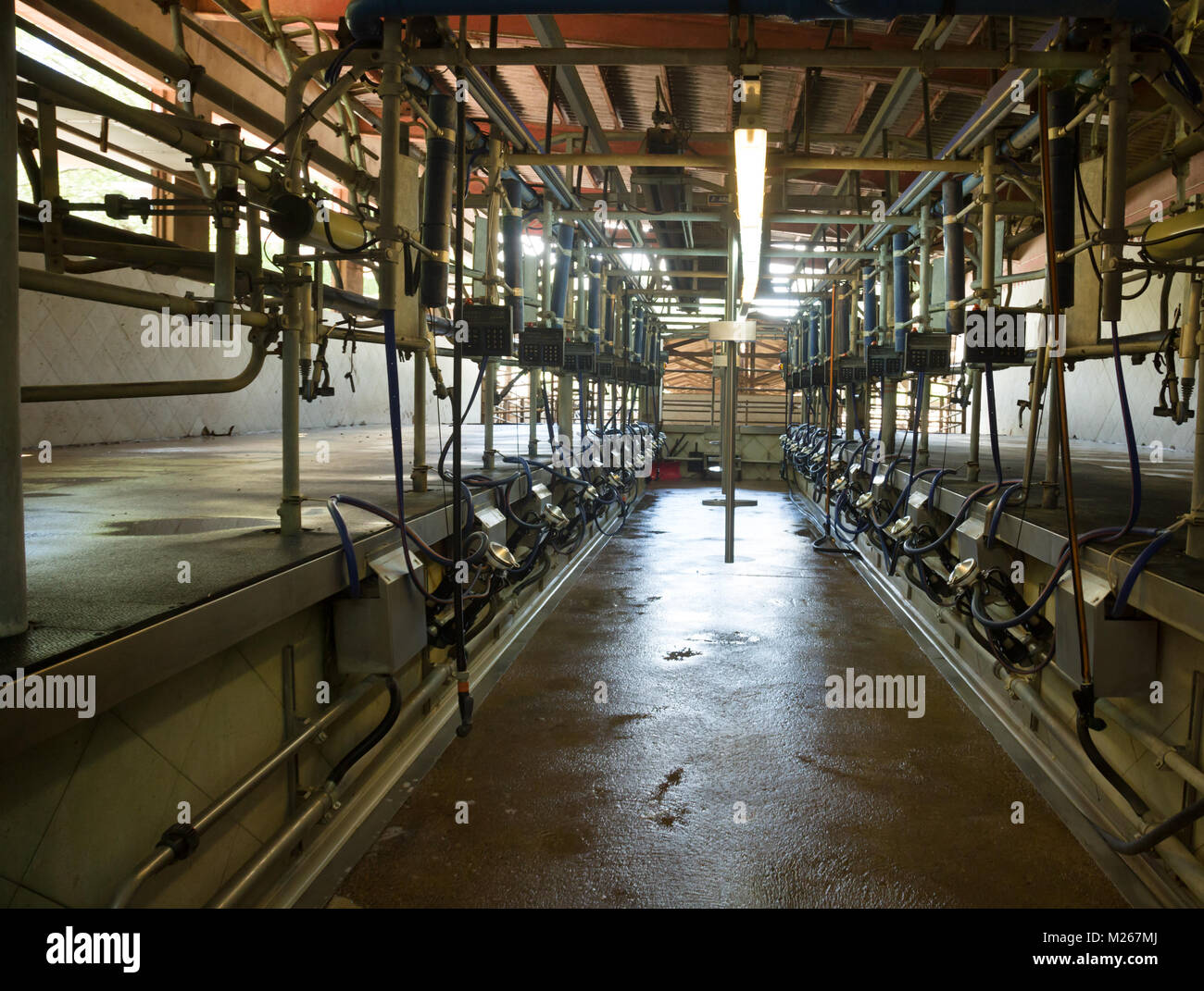 Automatic milking system for cows in dairy farm Stock Photo - Alamy