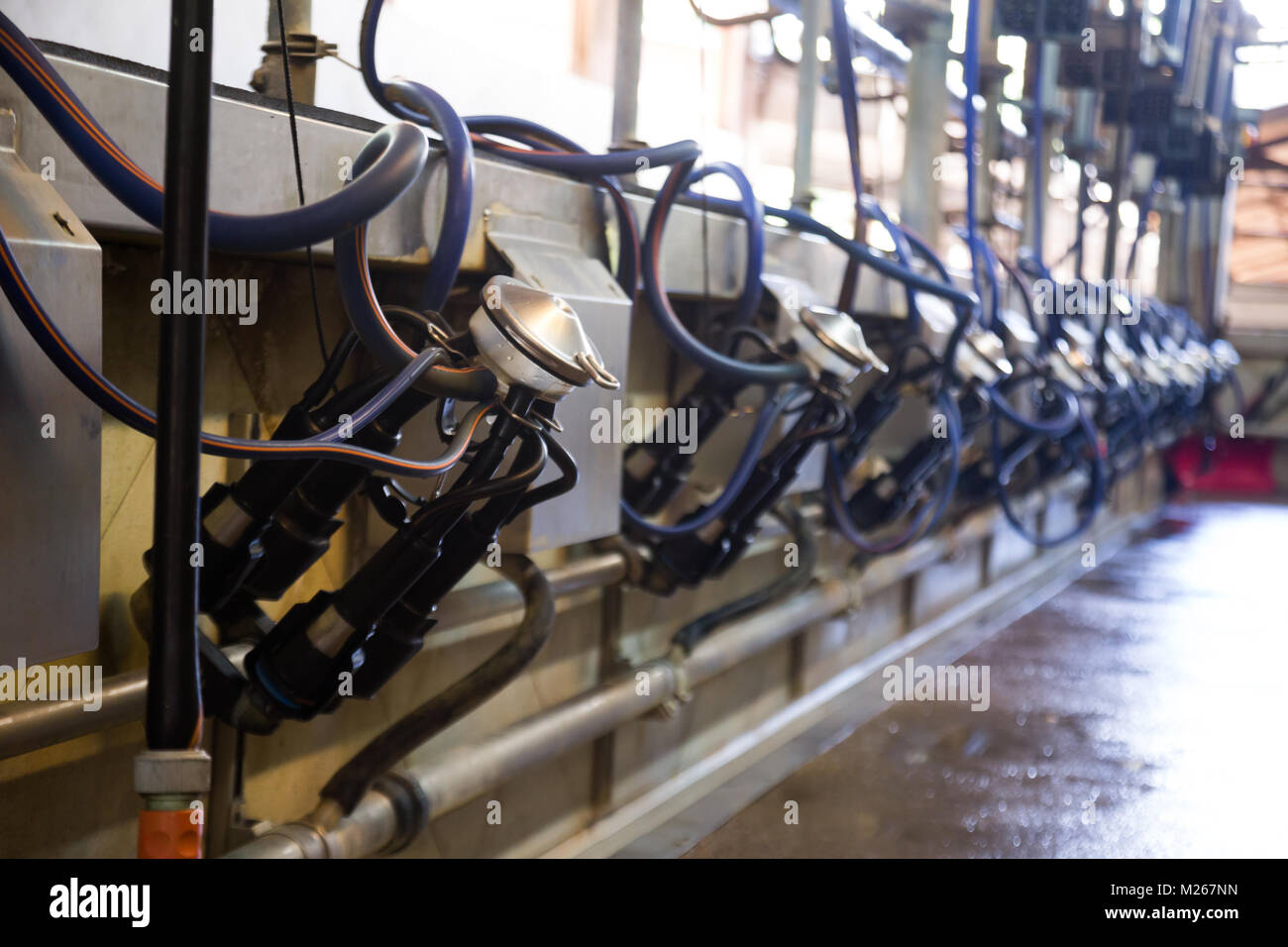 Close up of automatic milking cluster in milking parlour Stock Photo ...