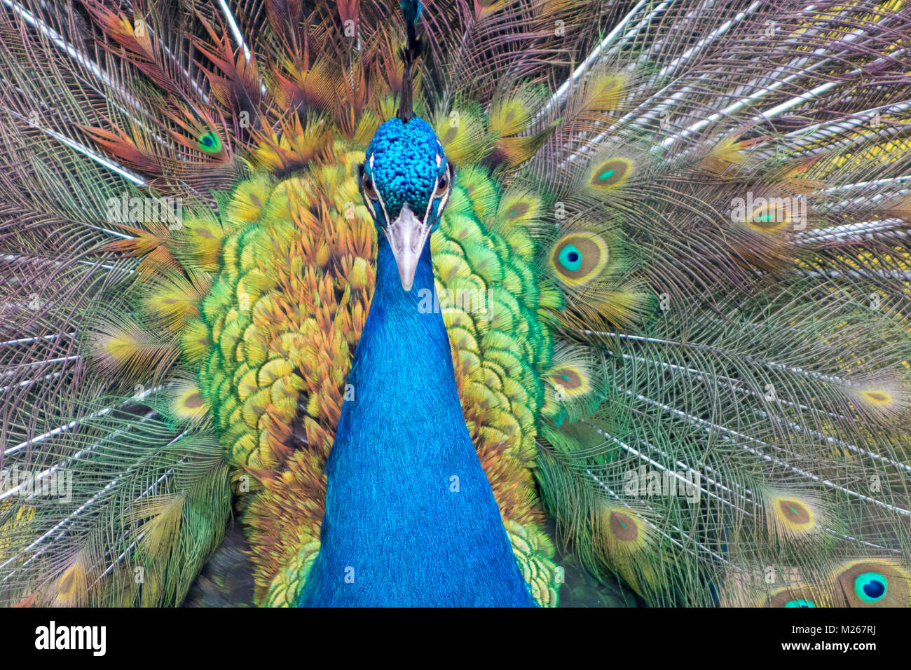 Juvenile peafowl hi-res stock photography and images - Alamy