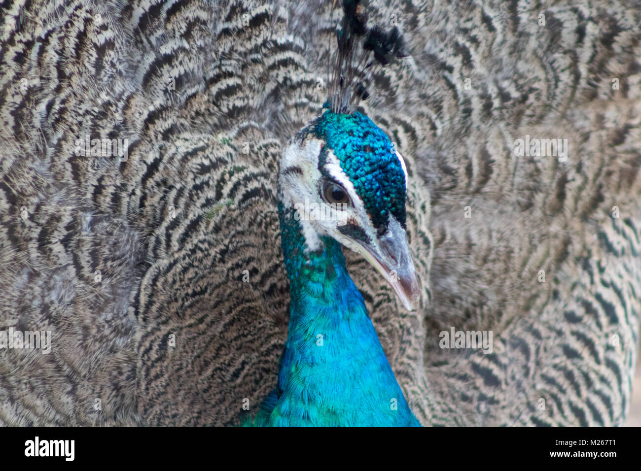 Juvenile peafowl hi-res stock photography and images - Alamy