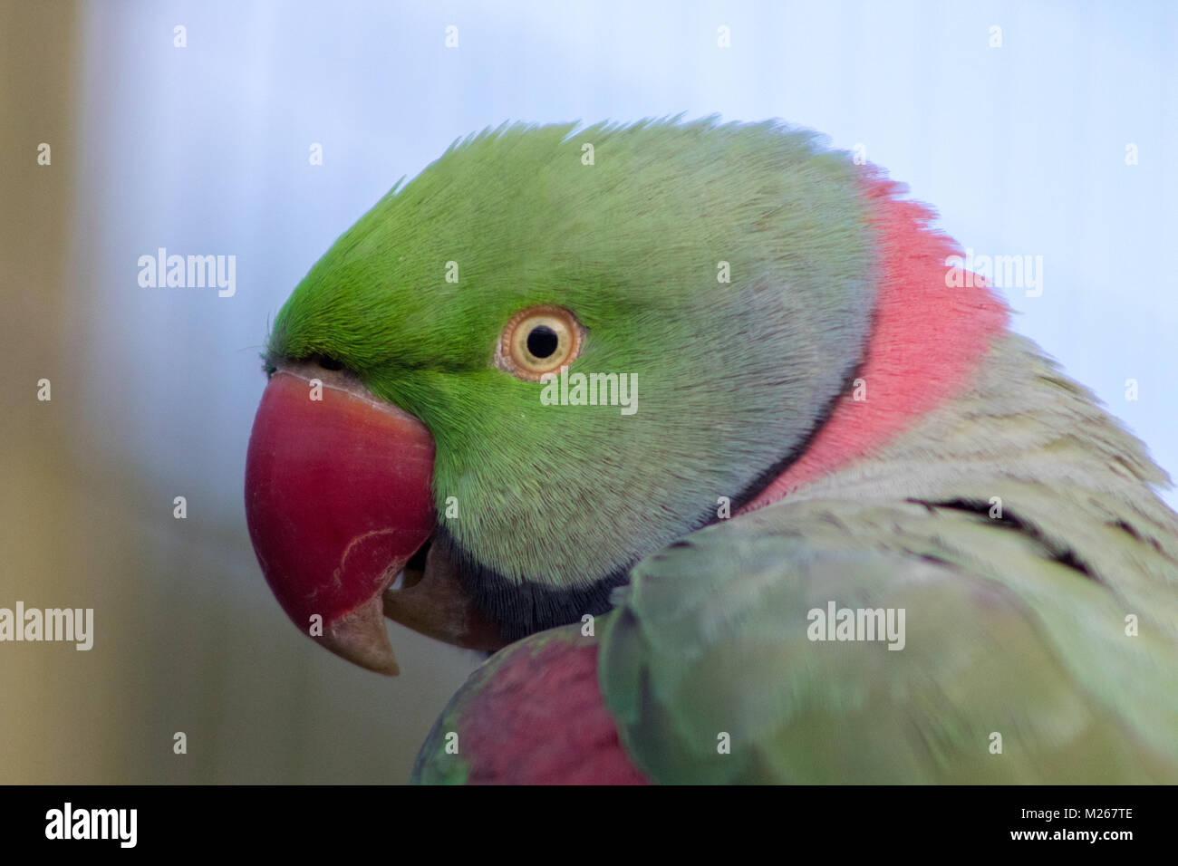 ring necked parakeet Stock Photo - Alamy