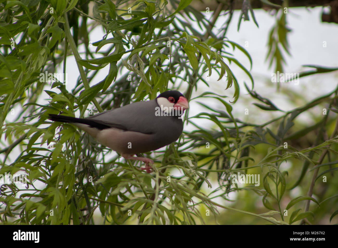 Java rice bird hi-res stock photography and images - Alamy