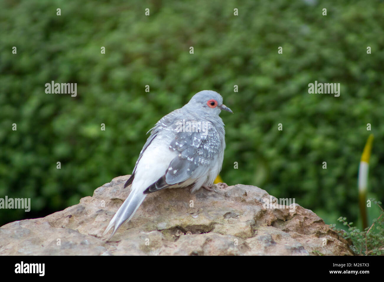 Diamond dove hi-res stock photography and images - Alamy