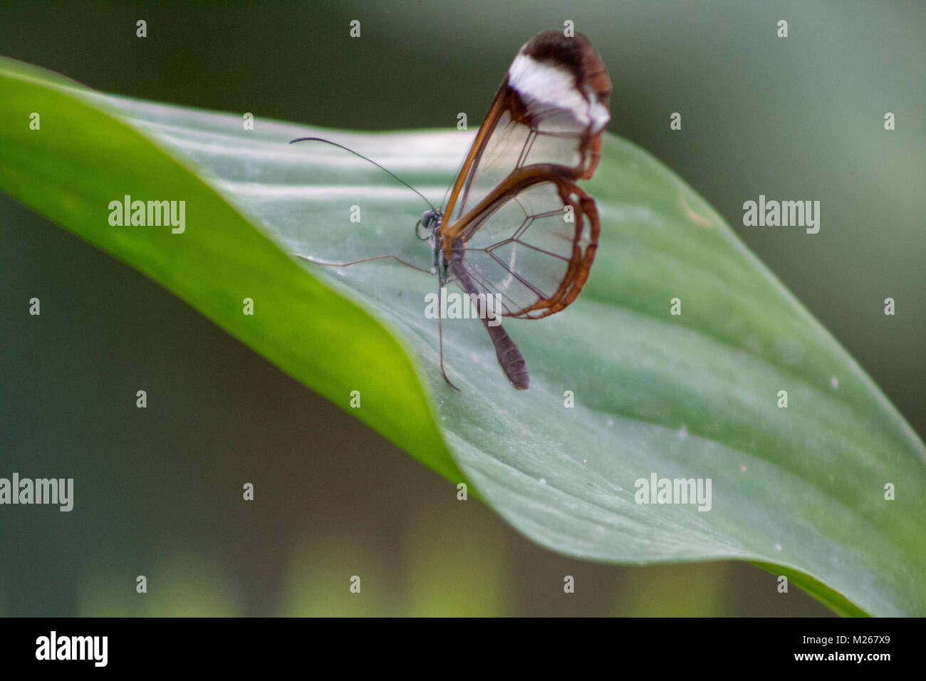 Clearwing butterfly hi-res stock photography and images - Alamy