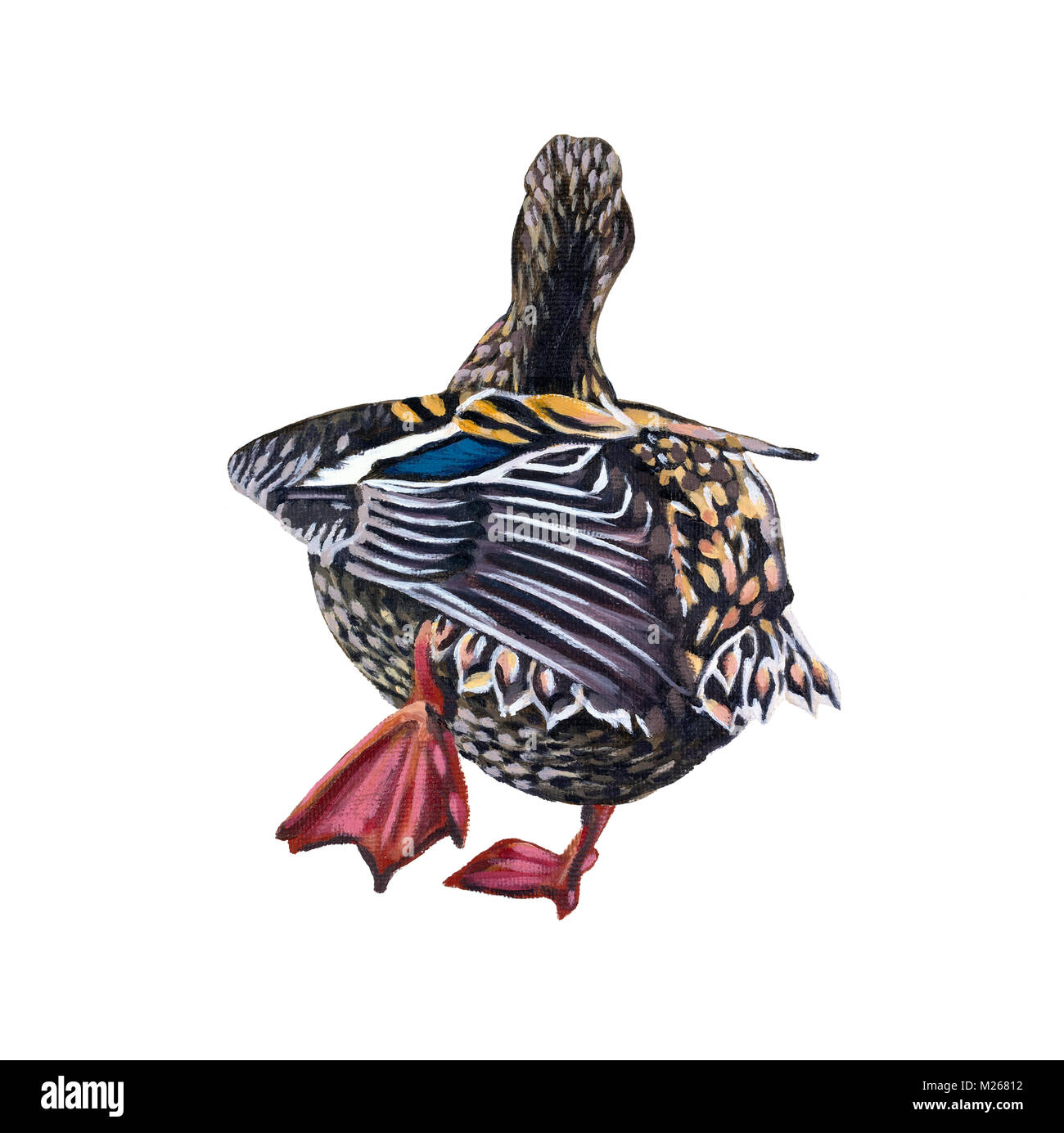 Illustration mallard duck hi-res stock photography and images - Alamy