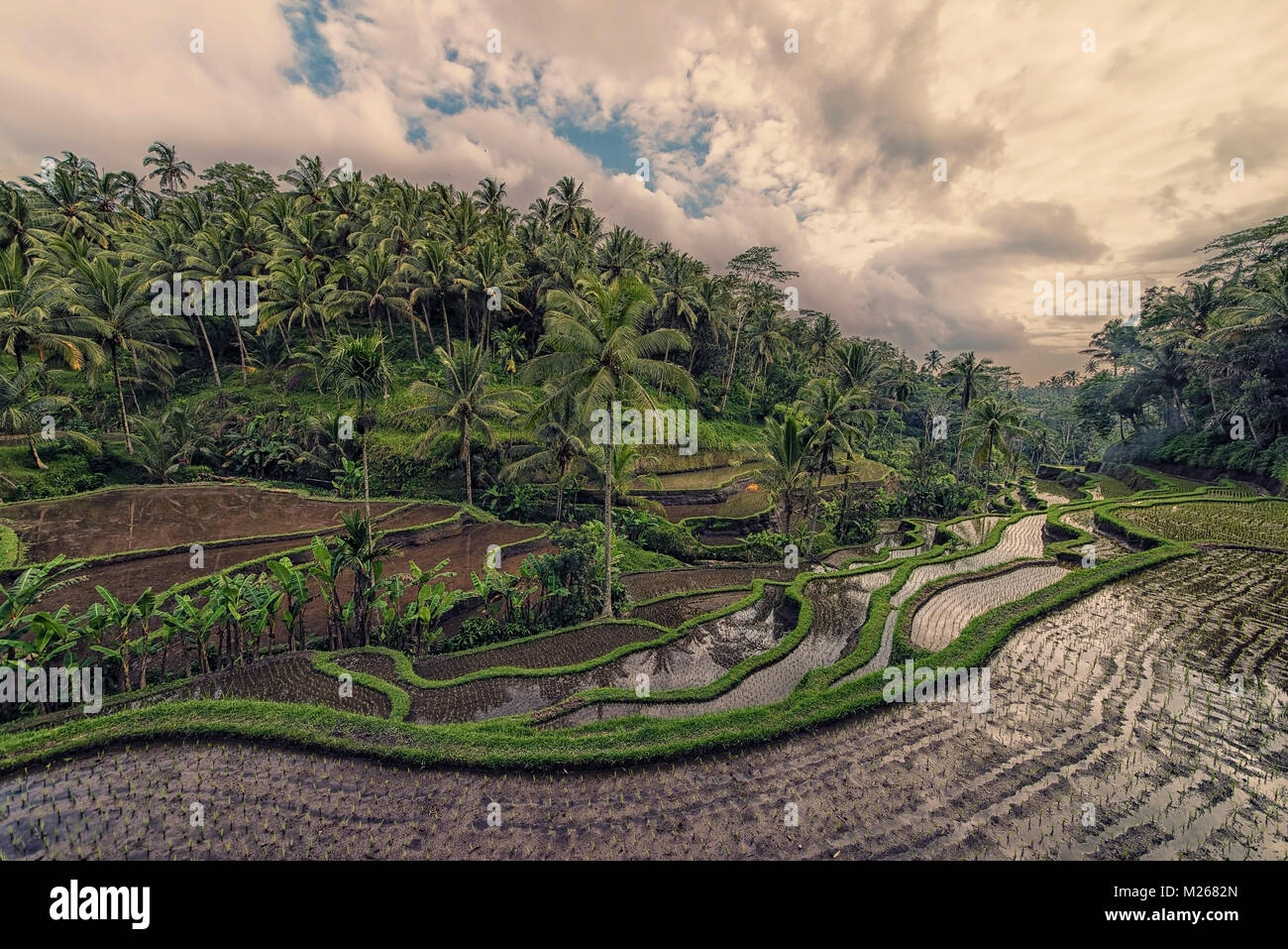 Paddy rice fields in monsoon hi-res stock photography and images - Alamy