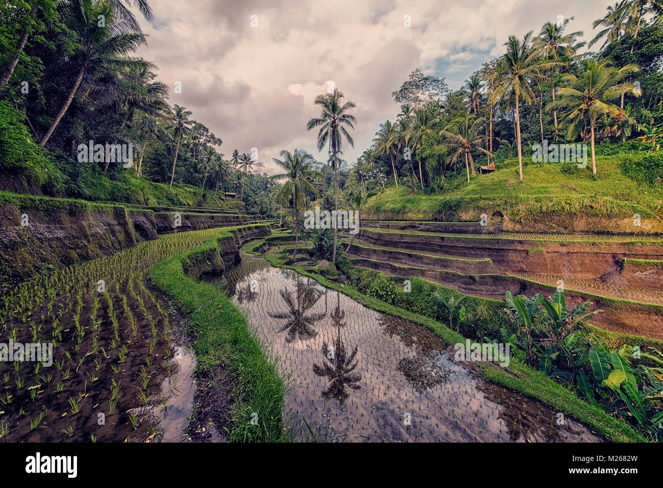 Asian rice terrace hi-res stock photography and images - Alamy