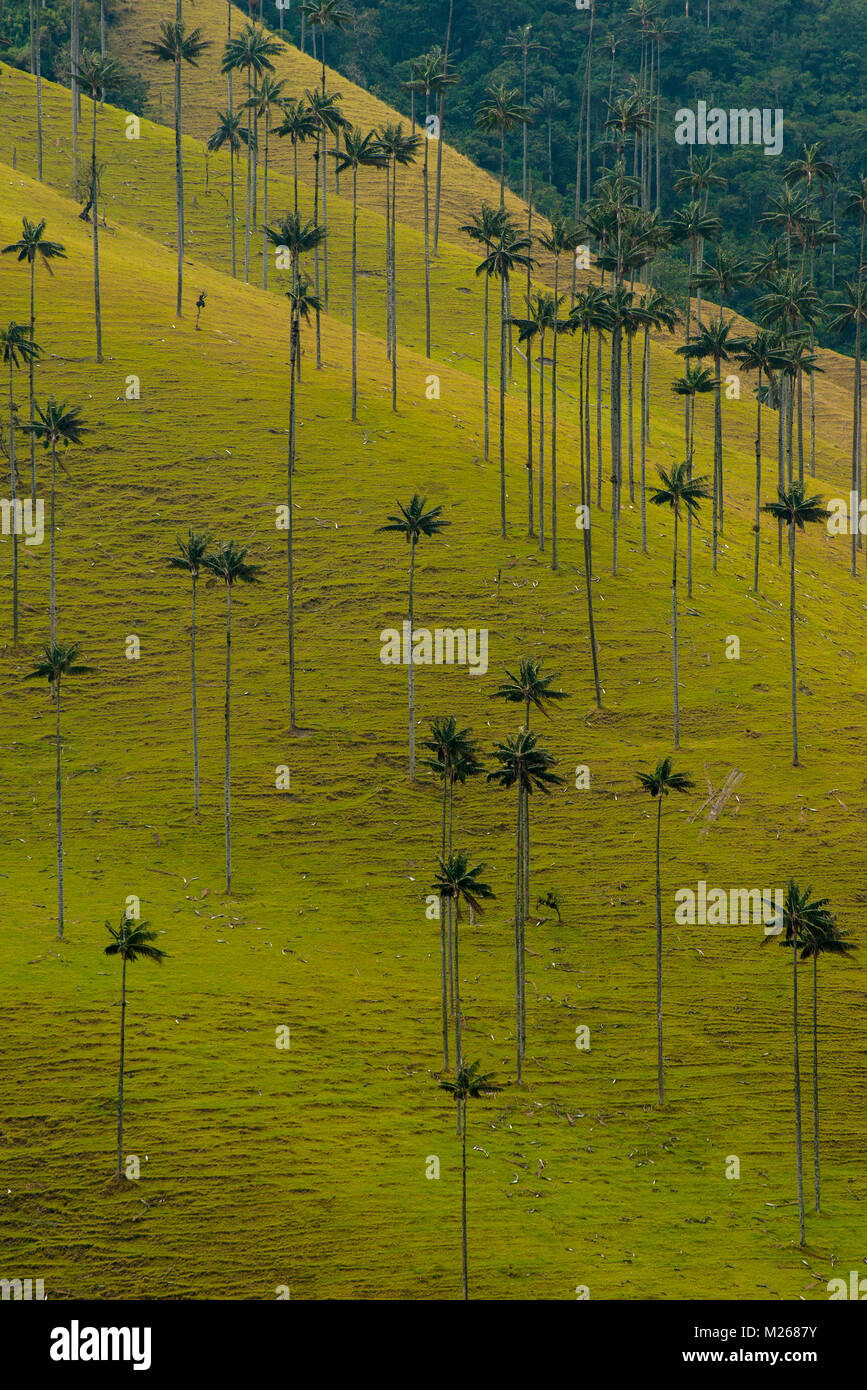 colombia,Salento,Quindío,Valle del Cocora,wax palm, Parque Nacional de ...