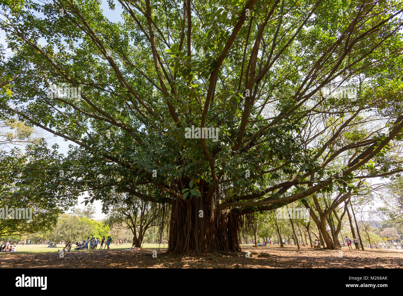 Ficus tree (Ficus elastica), aka arvore-da-borracha, falsa seringueira ...