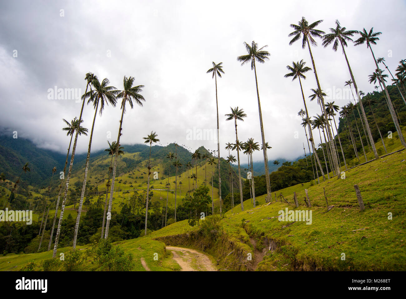 colombia,Salento,Quindío,Valle del Cocora,wax palm, Parque Nacional de ...
