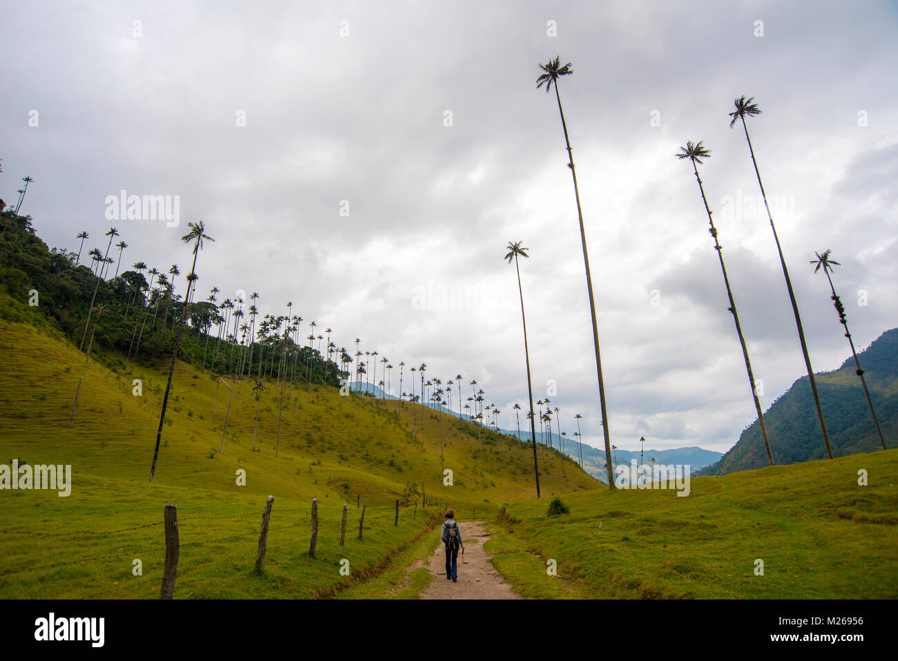 colombia,Salento,Quindío,Valle del Cocora,wax palm, Parque Nacional de ...