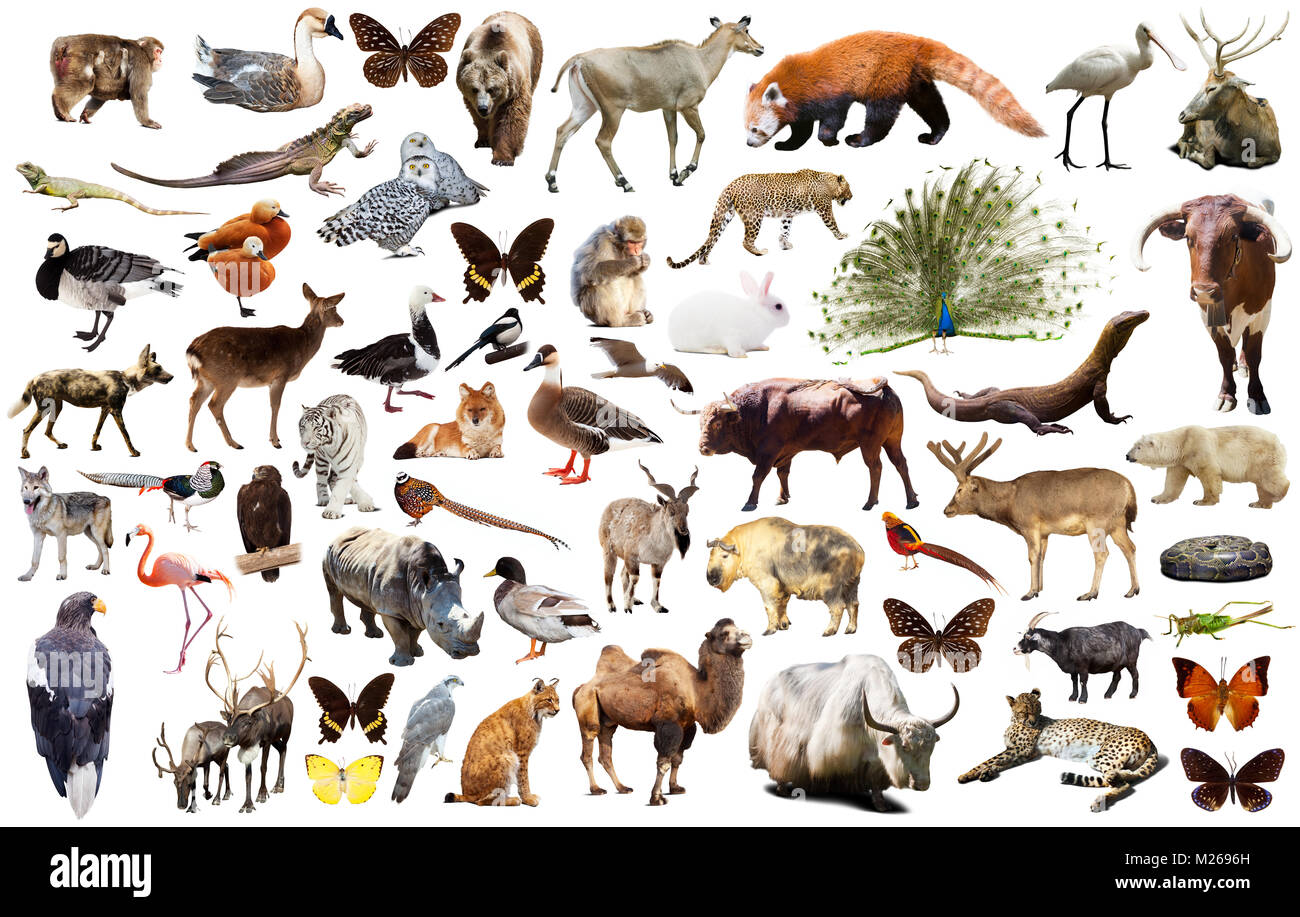 collection of different birds, mammals and reptiles from asia isolated ...