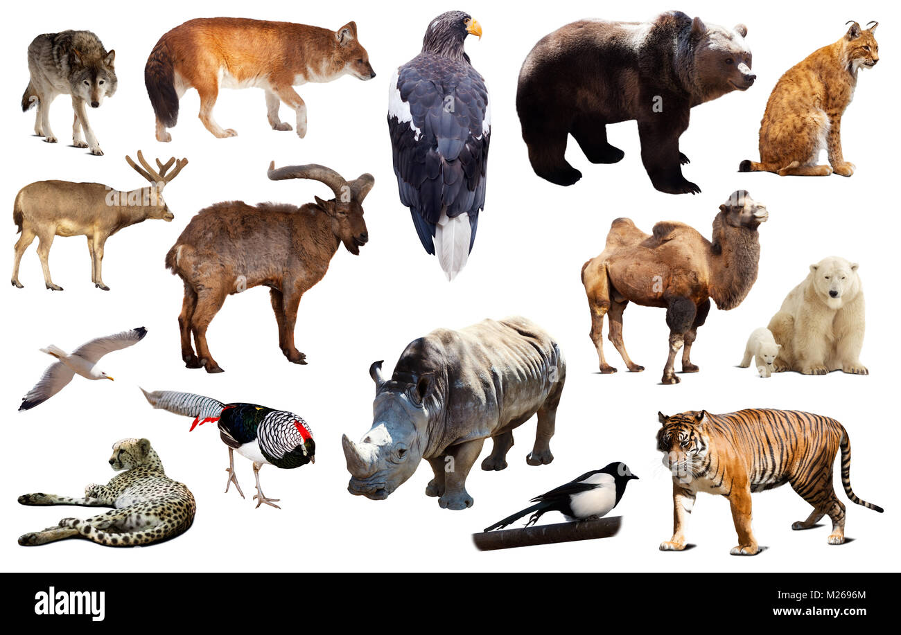 Set of various asian isolated wild animals including birds, mammals ...