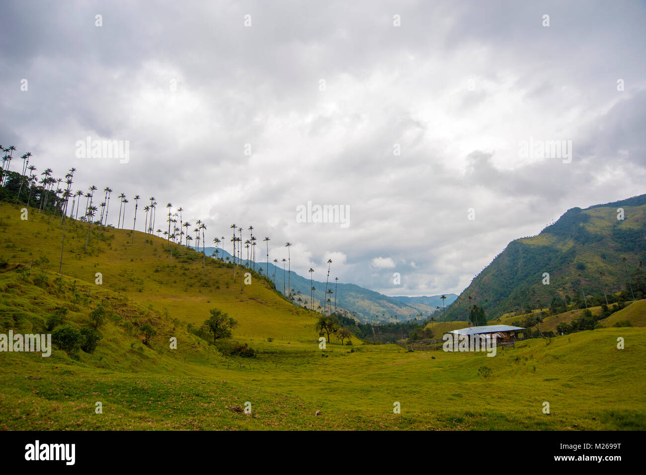 colombia,Salento,Quindío,Valle del Cocora,wax palm, Parque Nacional de ...