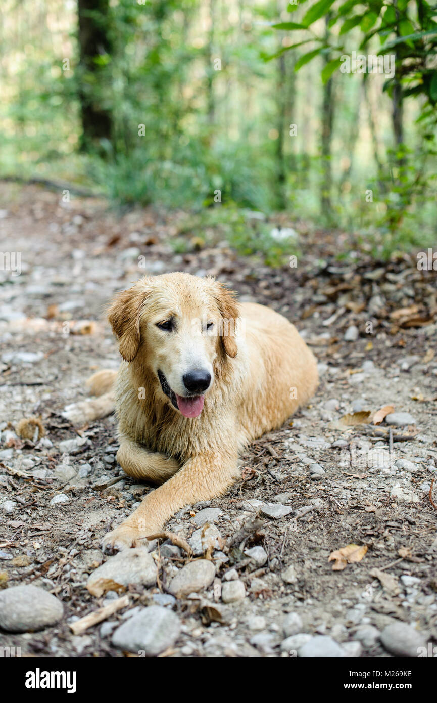 portrait of golden retriever dog in nature outdoor, woods and meadows ...