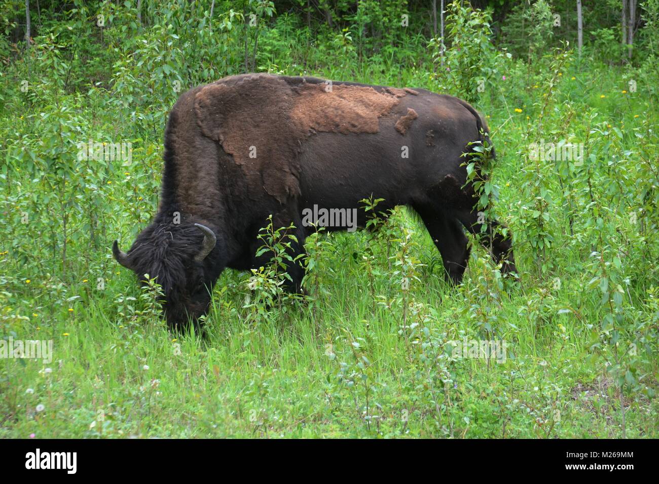 Bison in Canadian Woodland Stock Photo - Alamy