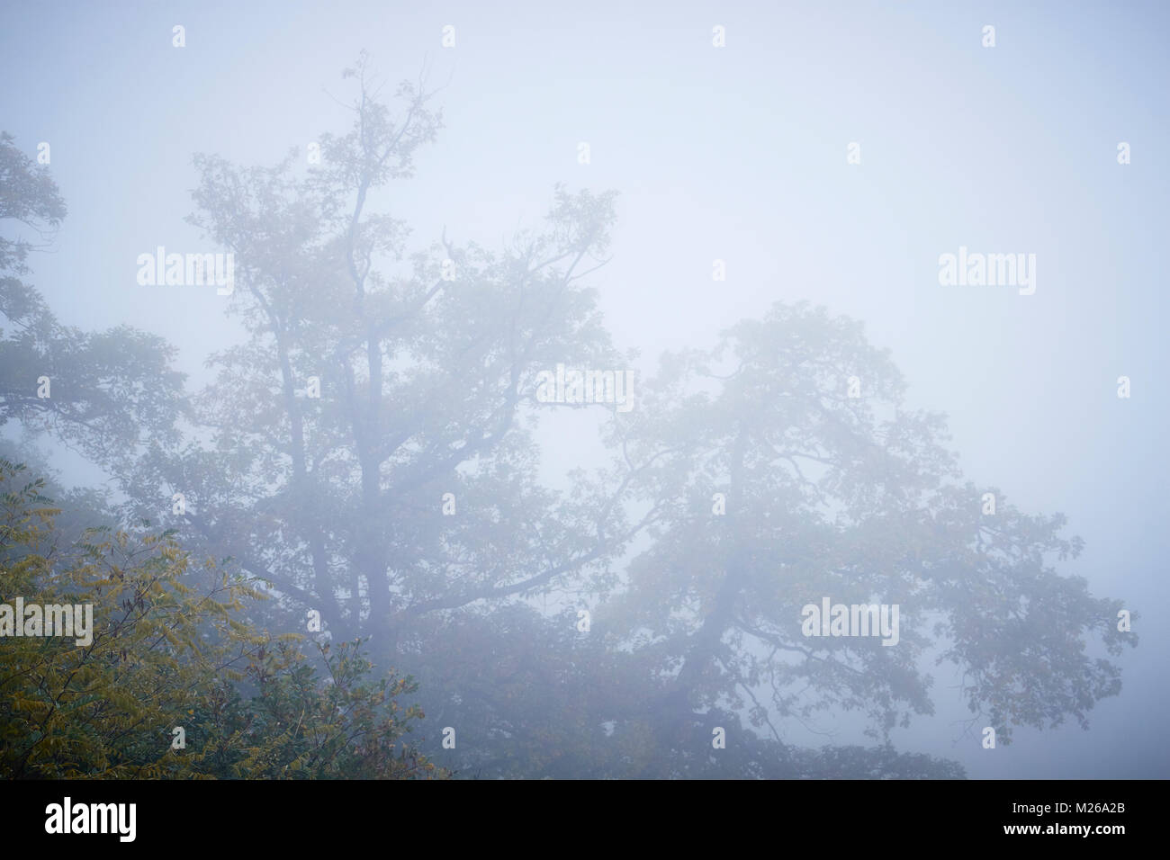 Forest in thick fog Stock Photo - Alamy