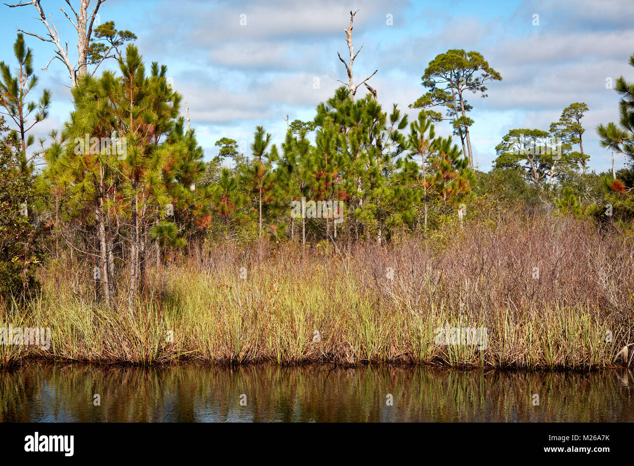 Marsh trees hi-res stock photography and images - Alamy