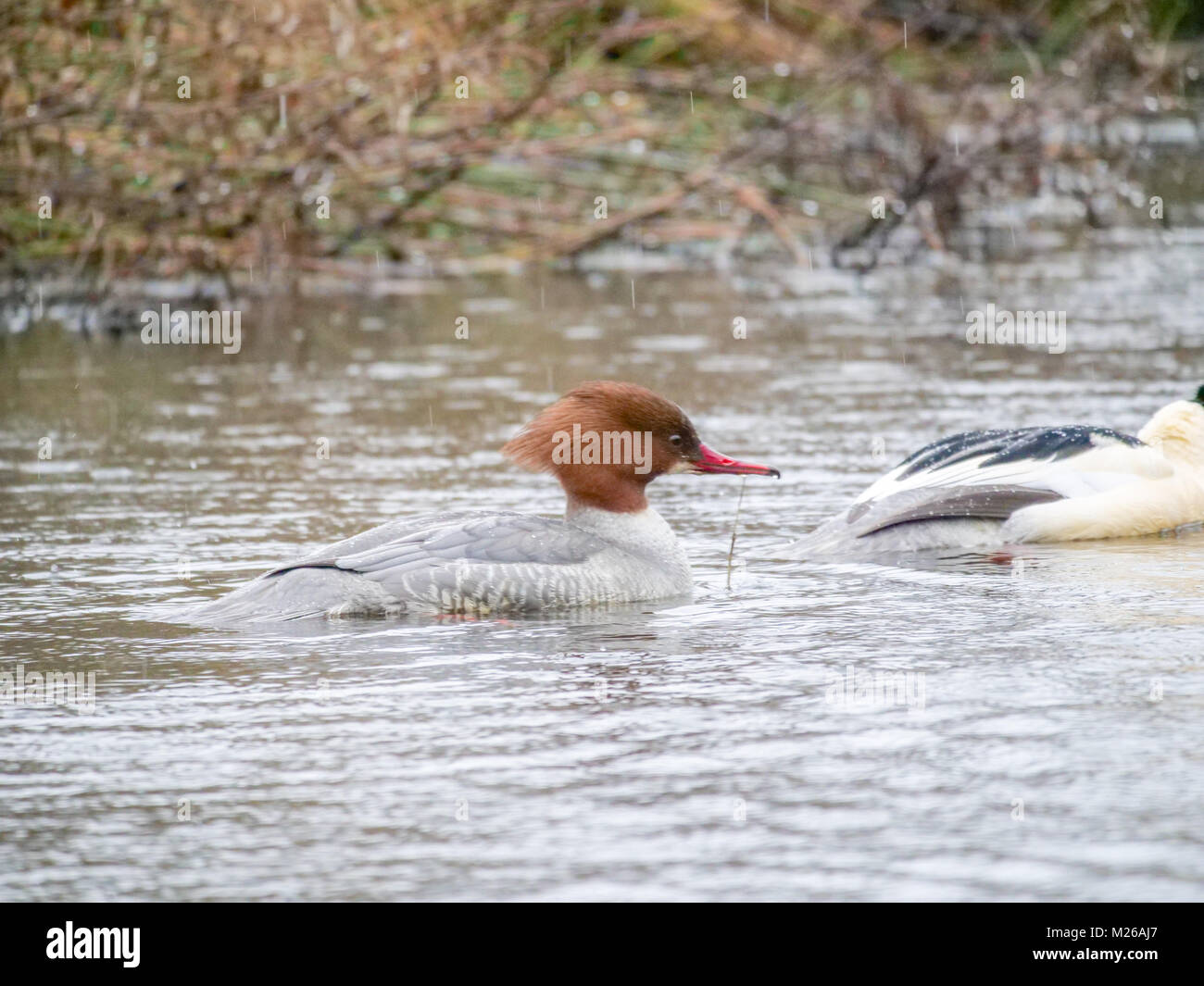 A female Goosander (Mergus merganser) swimming on Crime Lake at Daisy ...