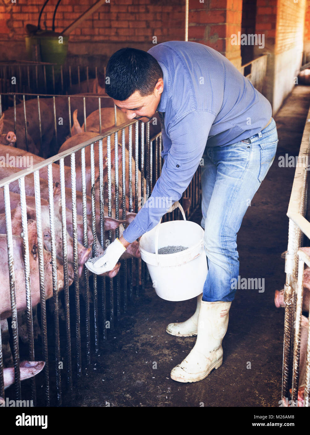 Mature farmer man feeding hogs with formulated combined feed stuff in ...