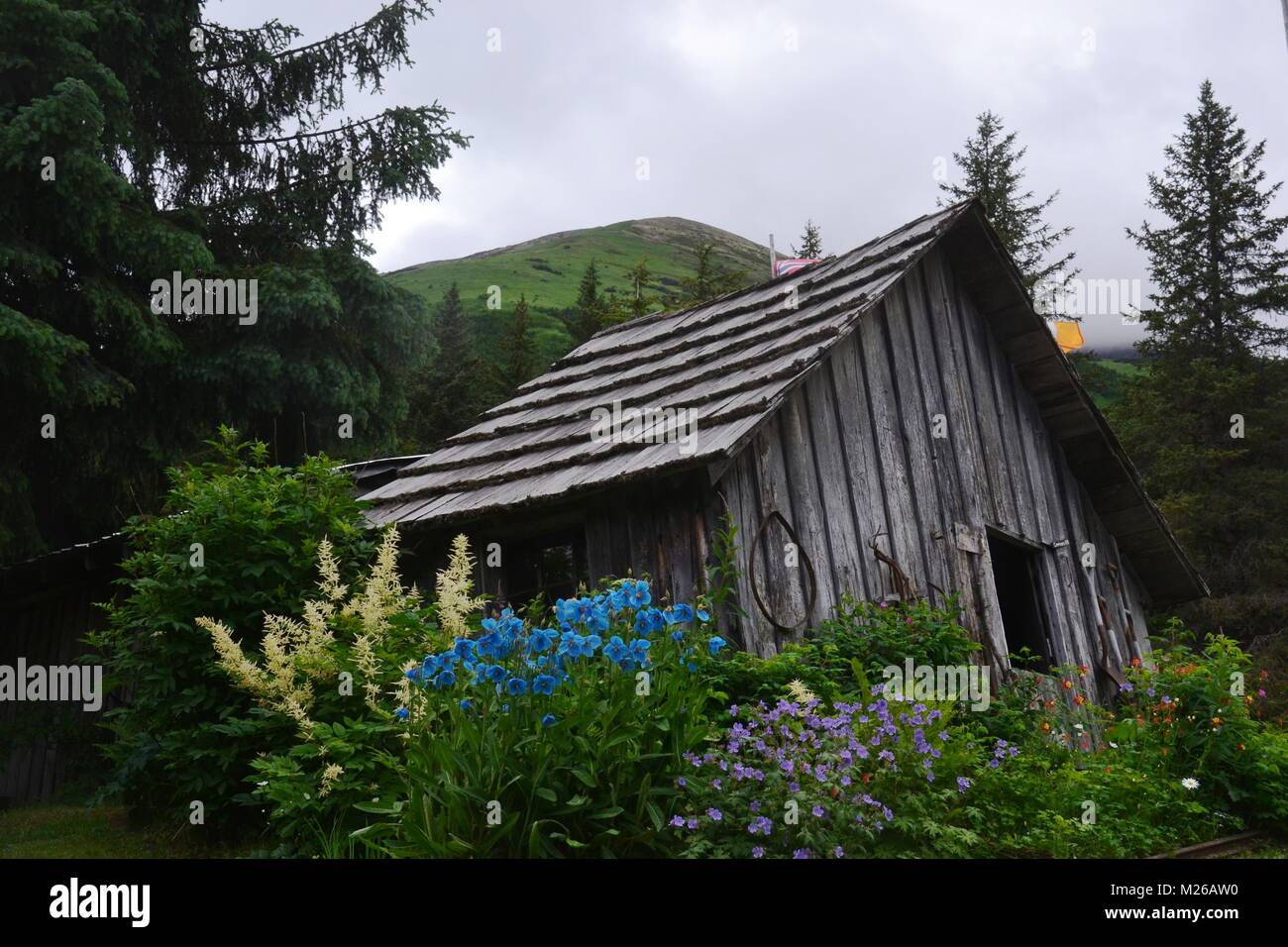 Gold rush hut hi-res stock photography and images - Alamy