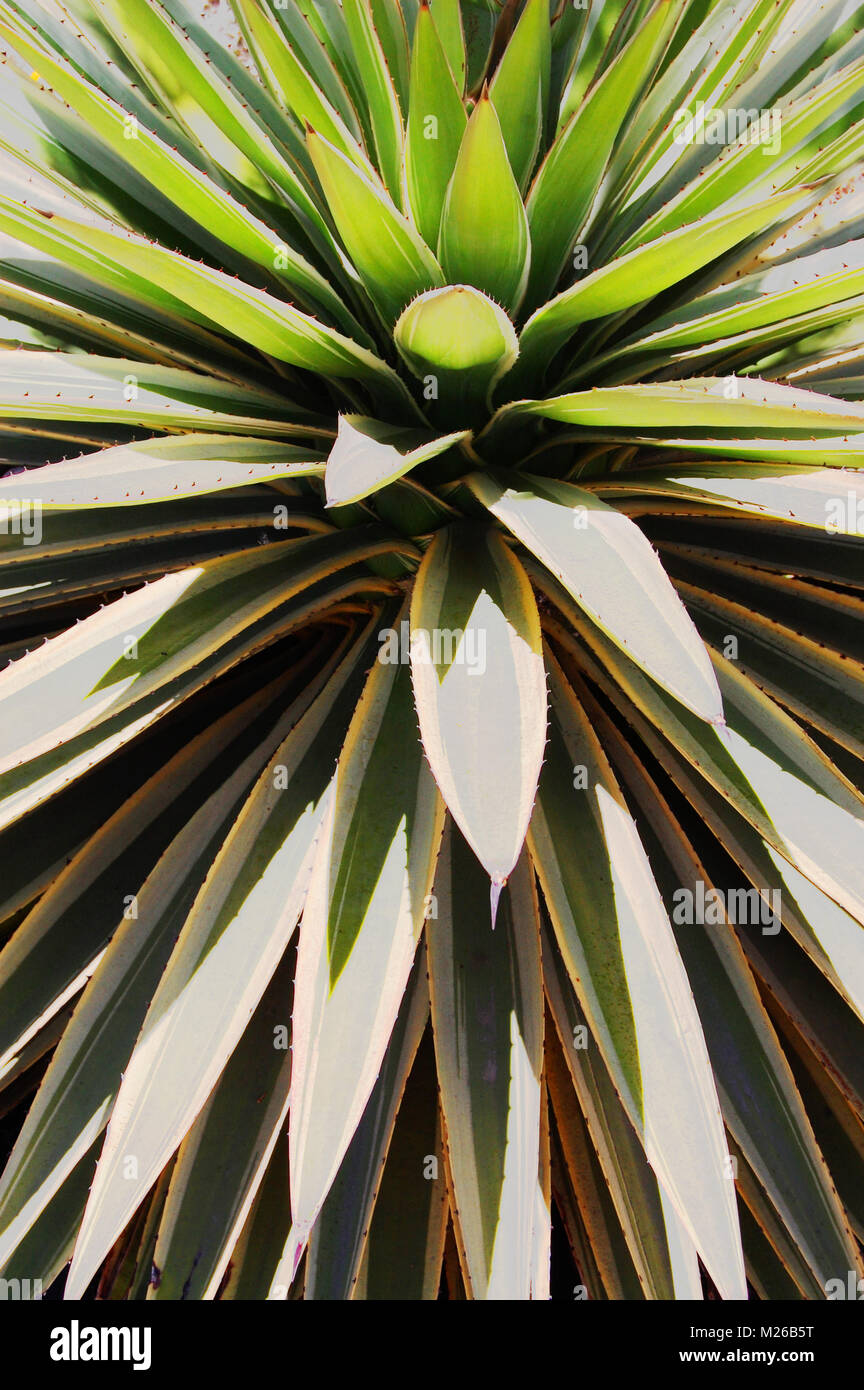 Catcus plant from the side Stock Photo - Alamy