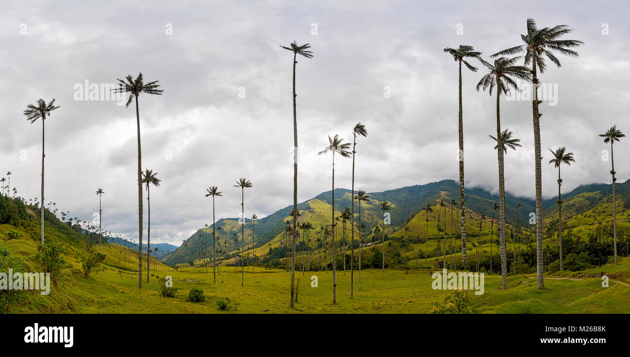 colombia,Salento,Quindío,Valle del Cocora,wax palm, Parque Nacional de ...