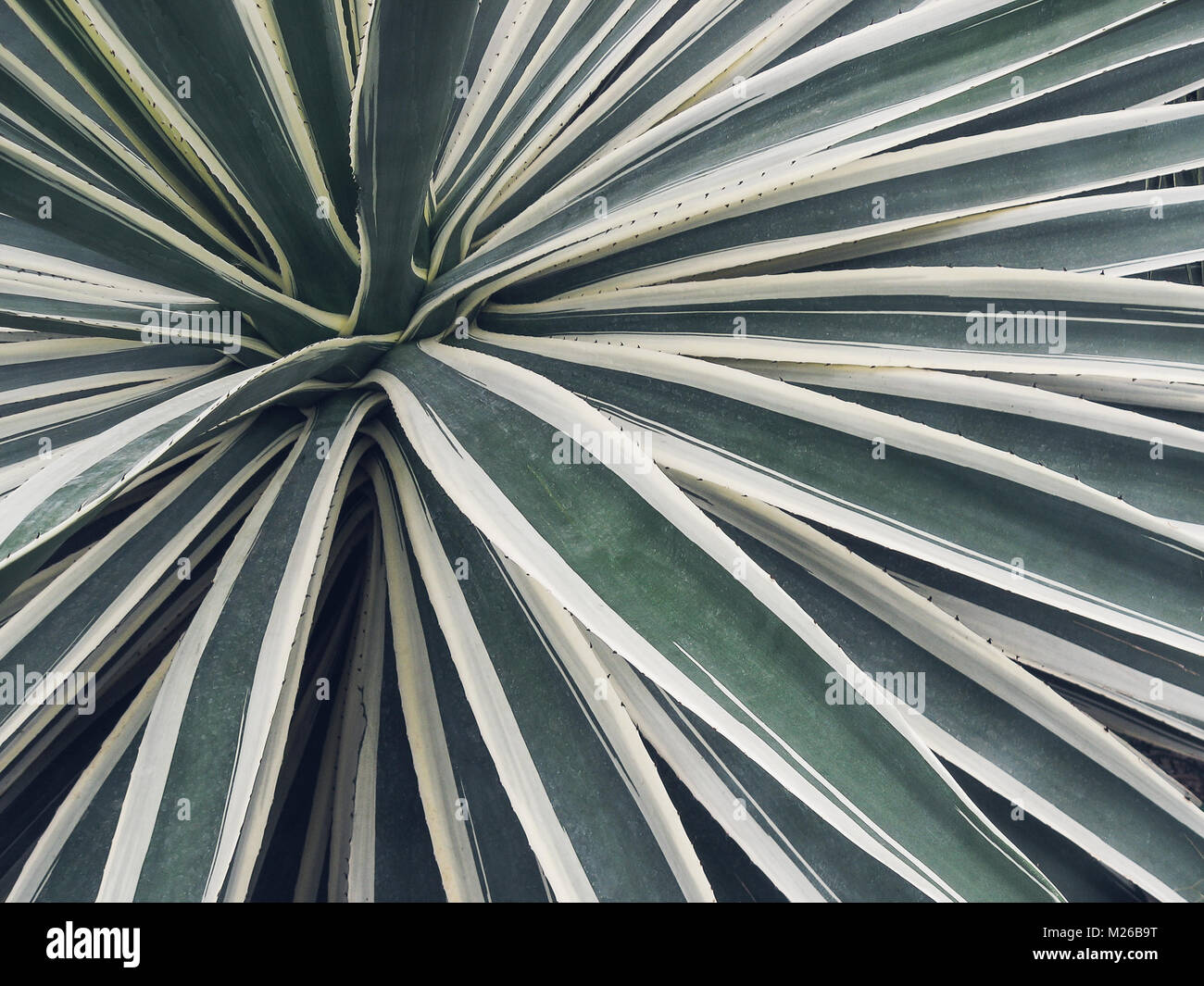 Cactus plant with long, sharp, thorny leaves. Flora background Stock ...