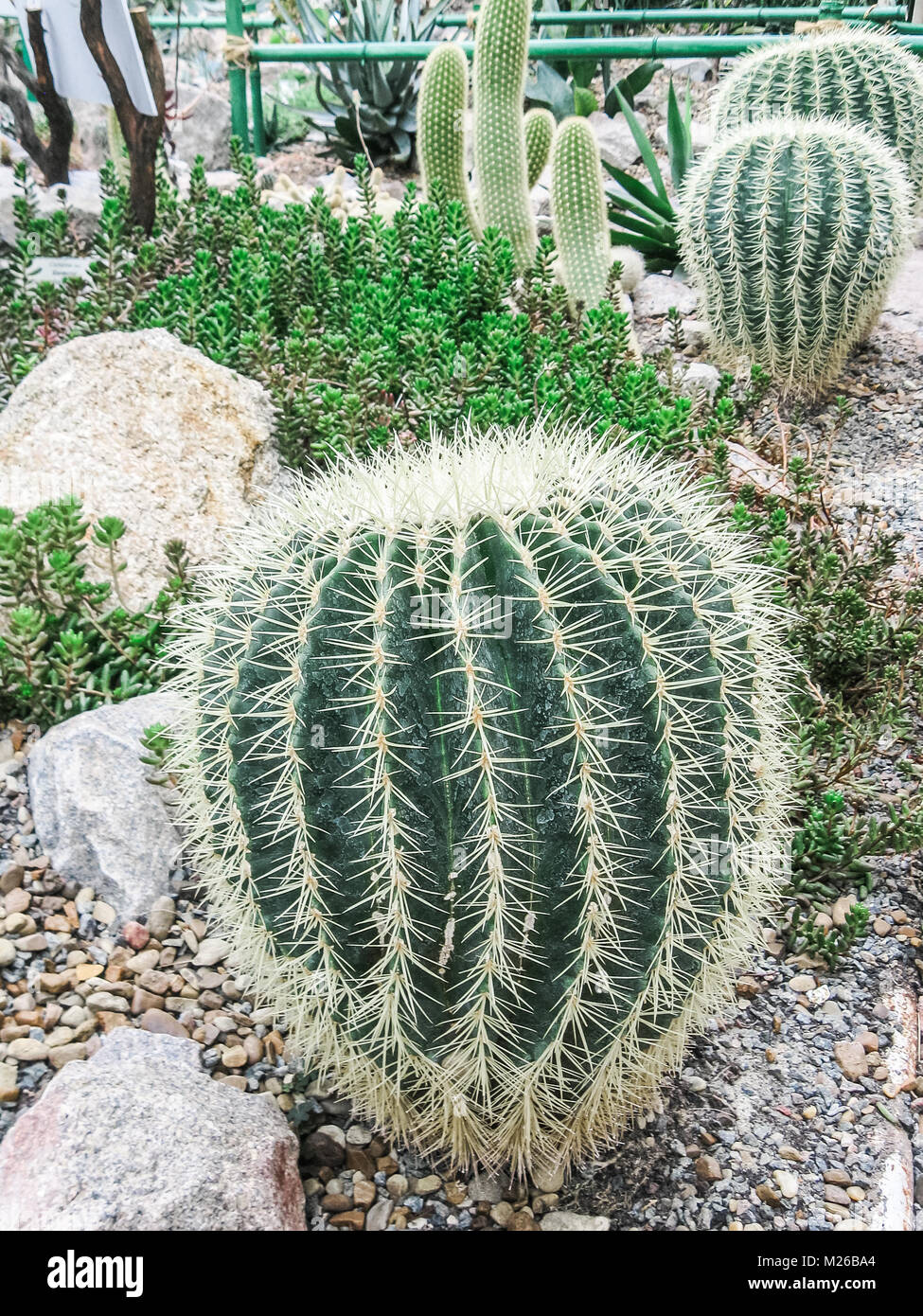 Giant round cactus planted in a botanical garden Stock Photo - Alamy