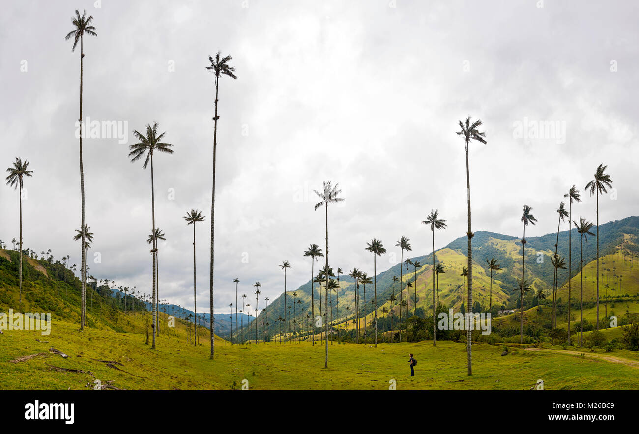 colombia,Salento,Quindío,Valle del Cocora,wax palm, Parque Nacional de ...