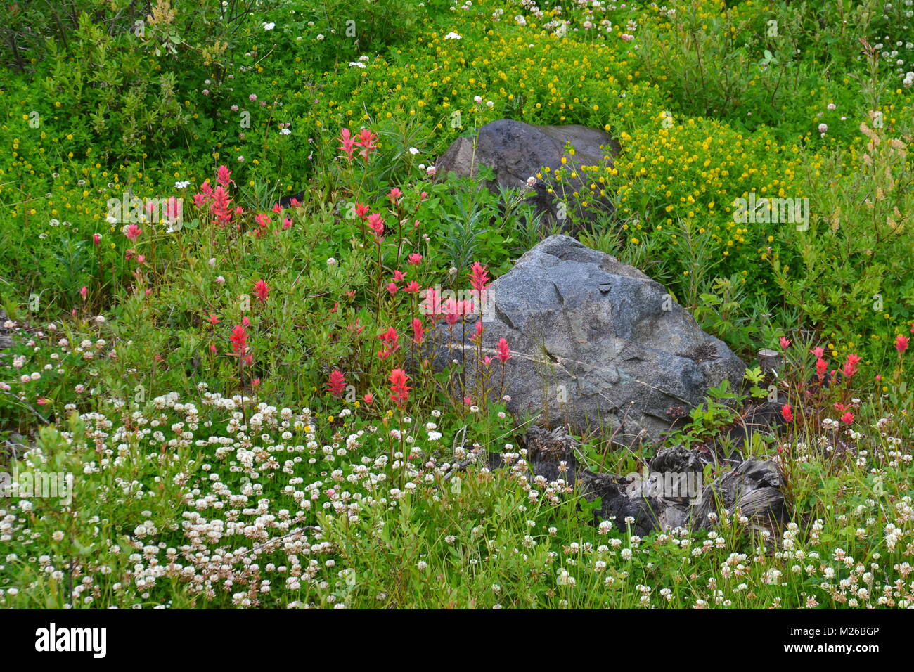 Flowers and rocks in northwesertn Canada, Landscape detail Stock Photo ...