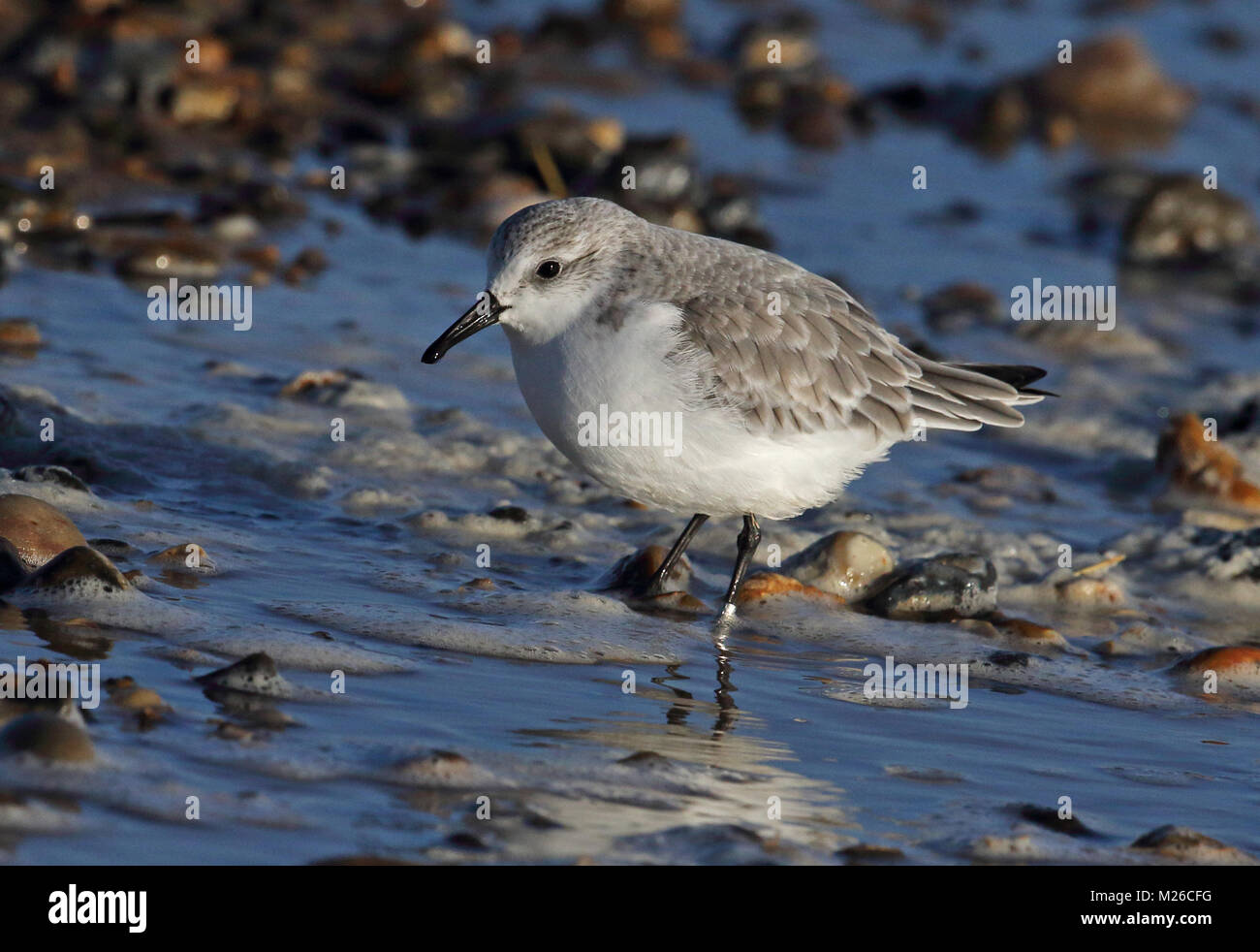 Sanderling (Calidris alba alba) adult in winter plumage standing on ...