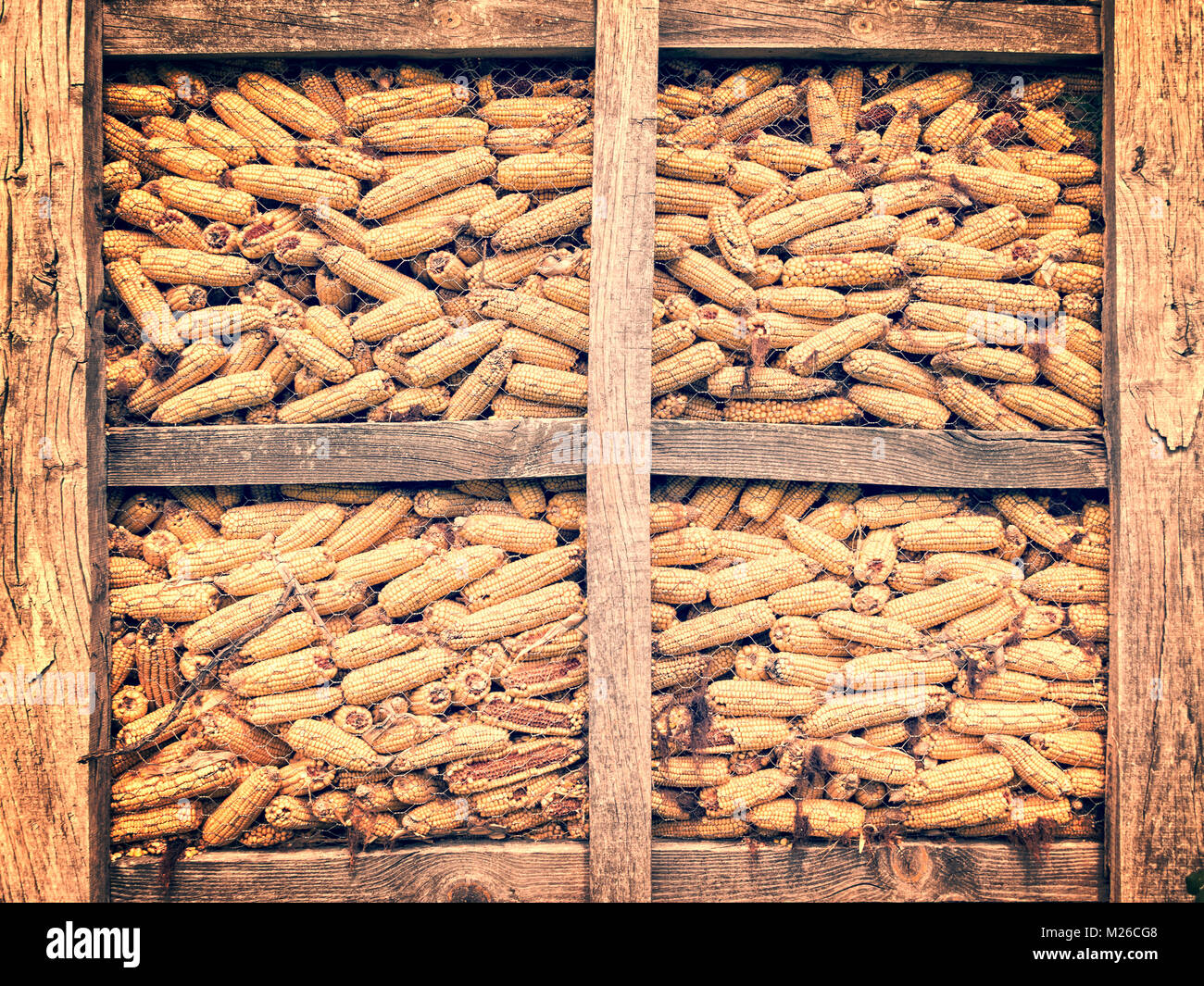 Fodder corn hi-res stock photography and images - Alamy